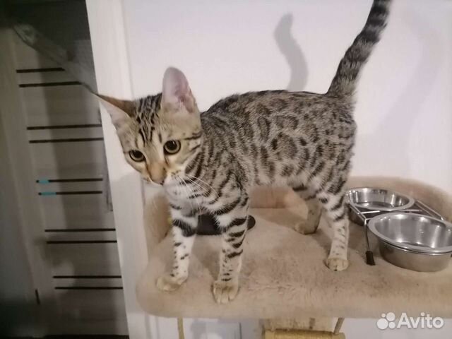 Бенгальская кошка