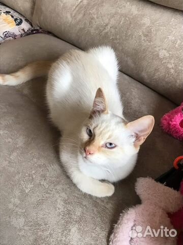 Кот, 6 месяцев