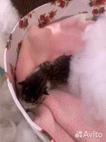 Котёнок 3 дня