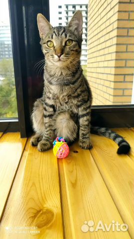 Отдам котят-подростков