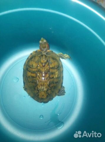 Красноухая черепаха с аквариумом