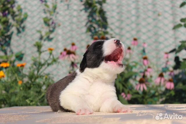 Есть на белом свете чудо сенбернар