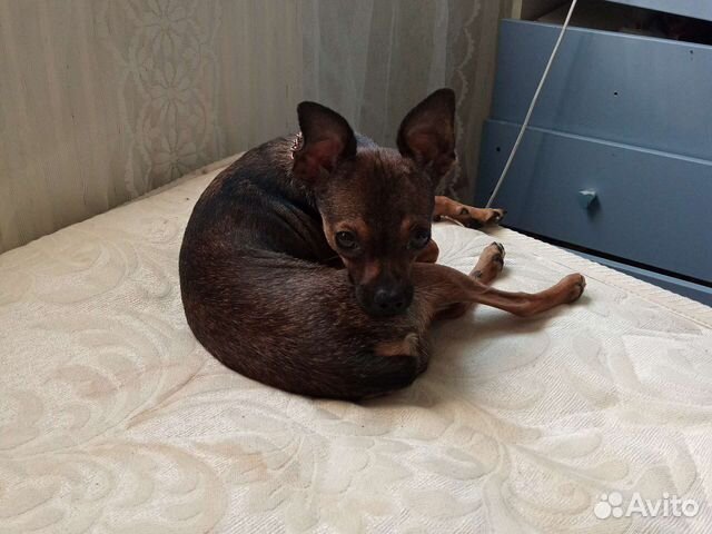 Случка той-терьер