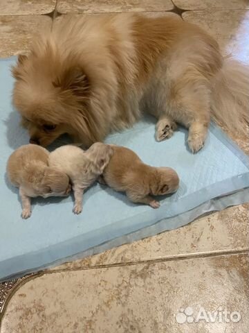 Щенки померанского шпица mini