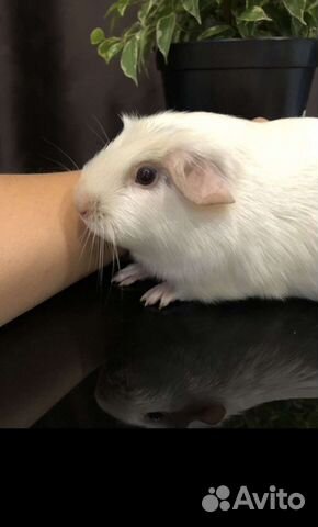 Морская свинка