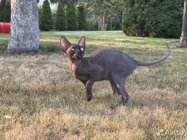 Канадский Сфинкс котенок