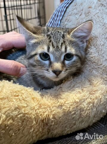 Прекрасный мальчик Кексик 2,5-3 мес ищет дом