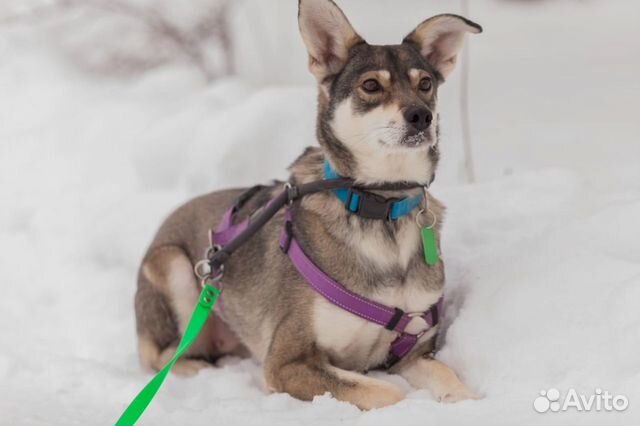 Собака с меховыми ушами