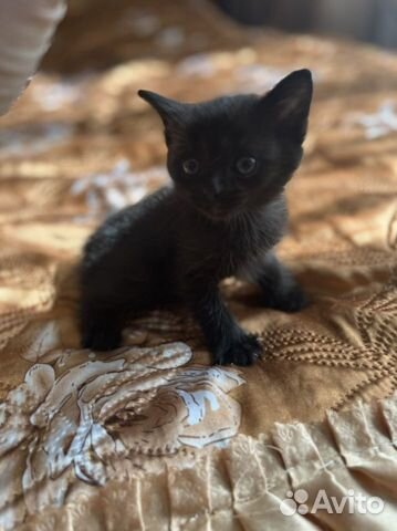 Британские котята в добрые руки бесплатно