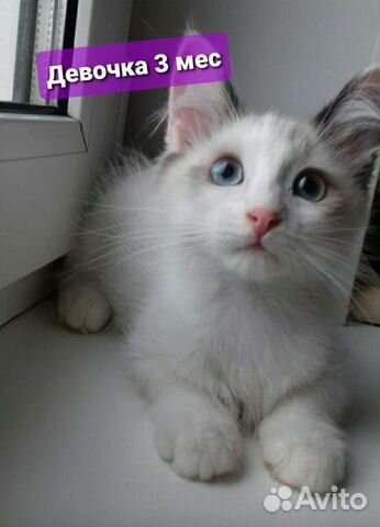 Котёнок