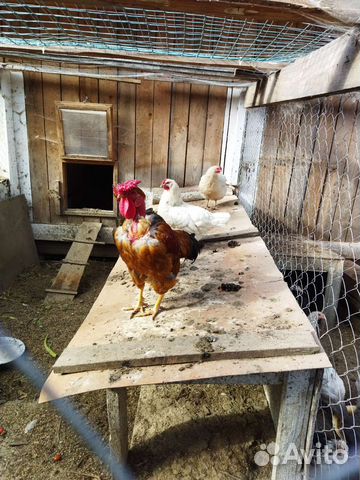 Семья кур с петухом