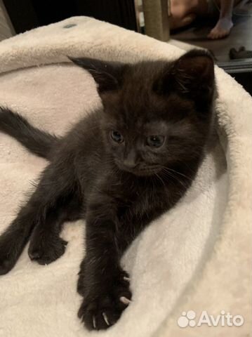 Черный котенок