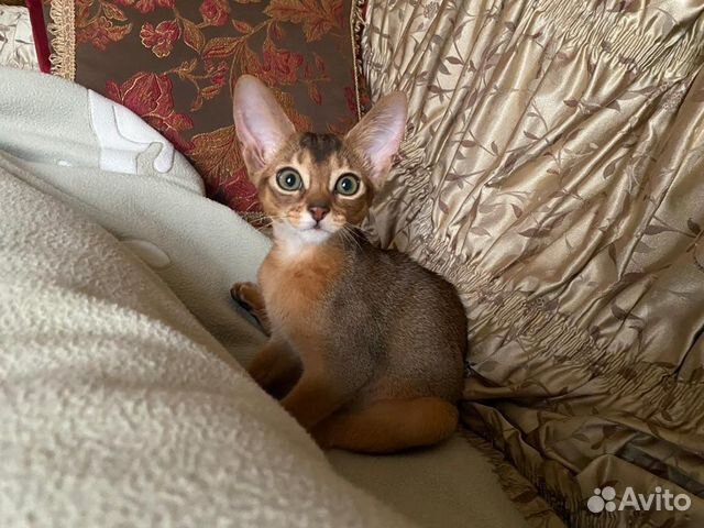 Абиссинская кошечка Nataly