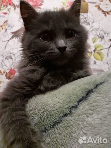 Сибирская кошечка. Бесплатно