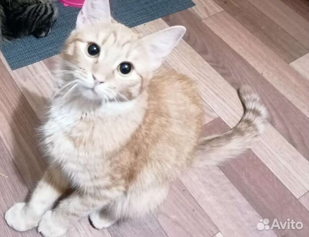 Рыженькая кошка. В дар