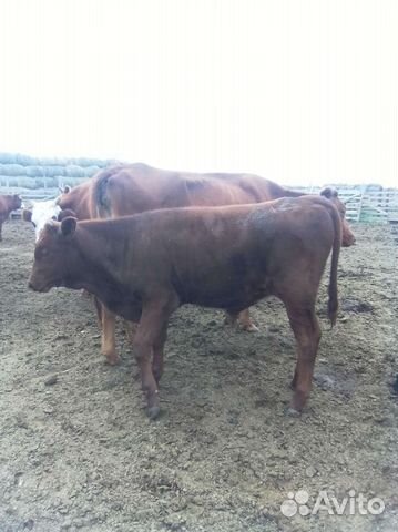Подсосные бычки