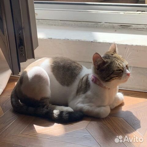 Кошка