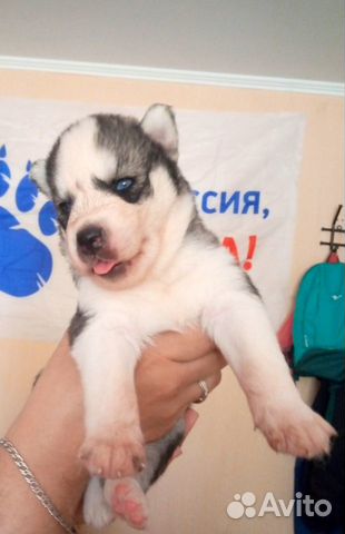 Щенок Хаски
