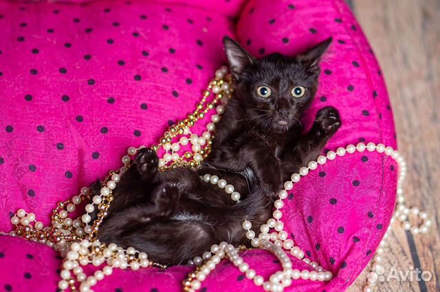 Котёнок Шанель в добрые руки