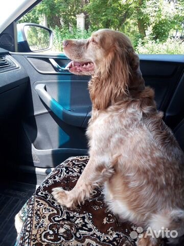 Щенки русского спаниеля