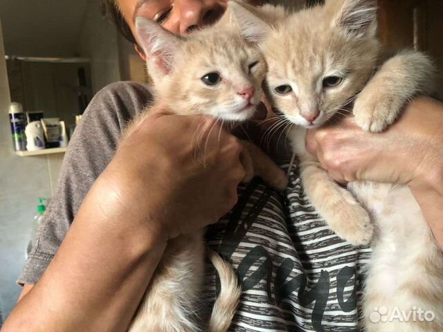 Отдам в добрые руки. Котенок. Кот. 1 месяца