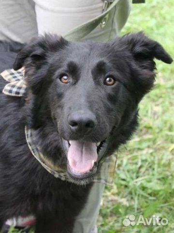 Собака из приюта щенок