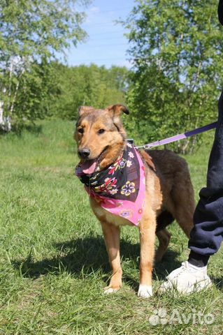 Лобзик пес которому необходим дом