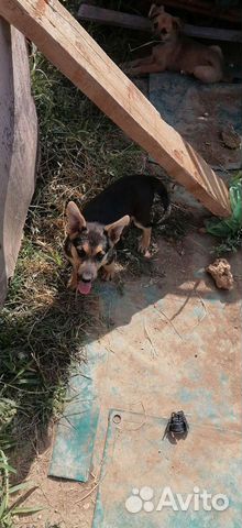 Щенок девочка, очень похожа на овчарку