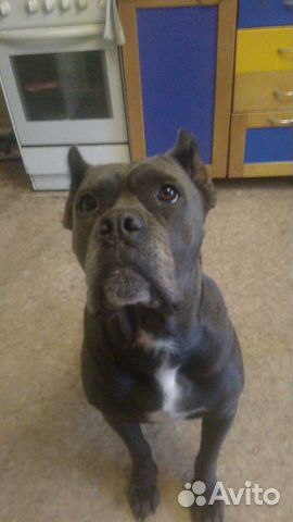 Кане Корсо бесплатно