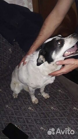 Дворовый пес