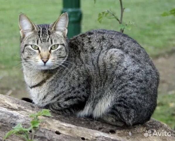 Кошка породы брембл в добрые руки
