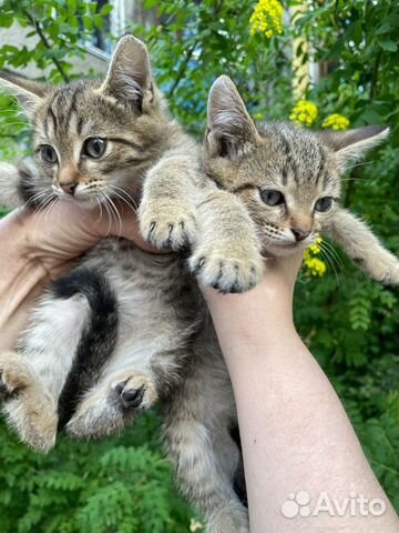 Котята в добрые руки бесплатно