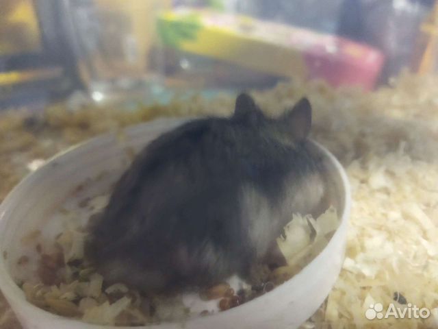 Джунгарский хомяк