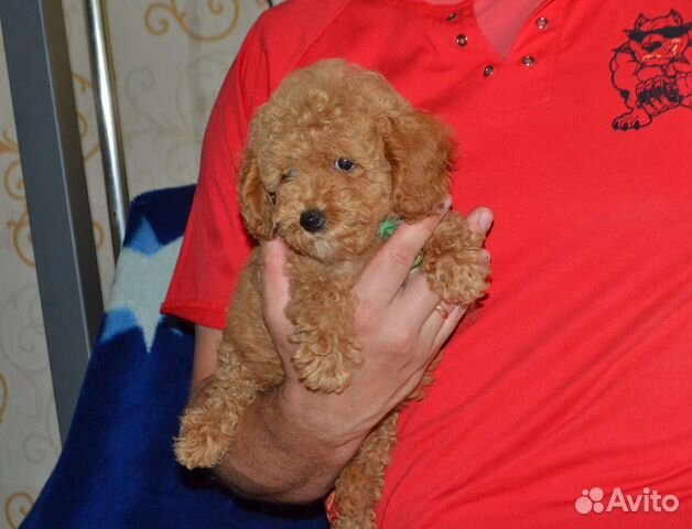 Девочки красотки миниатюрного пуделя