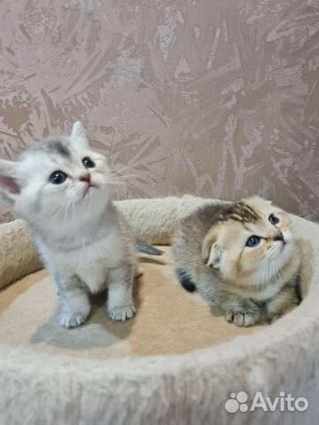 Шотландские тикированные котята