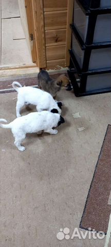 Отдам бесплатно щенки