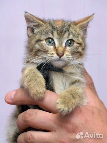Смешной котёнок девочка ищет дом
