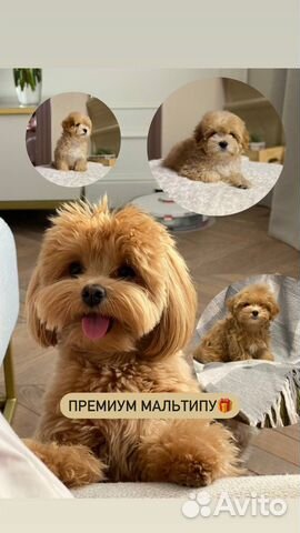 Мальтипу ф1 Карамель Мини Беби фейс