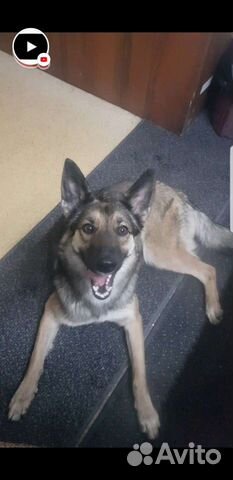 Найдена собака в с.Толмачёво Новосибирской области