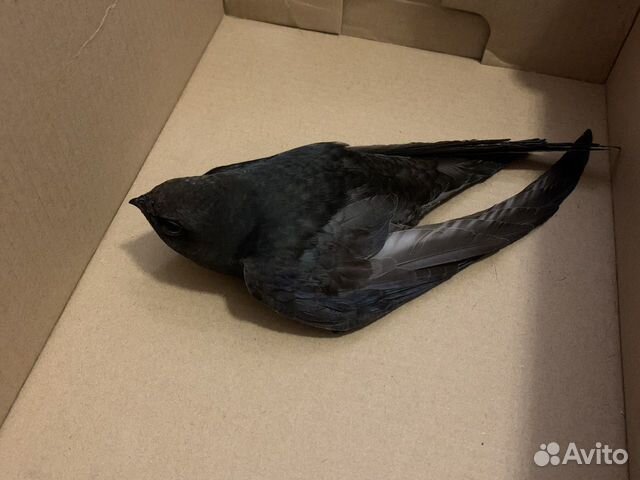 Стриж птица