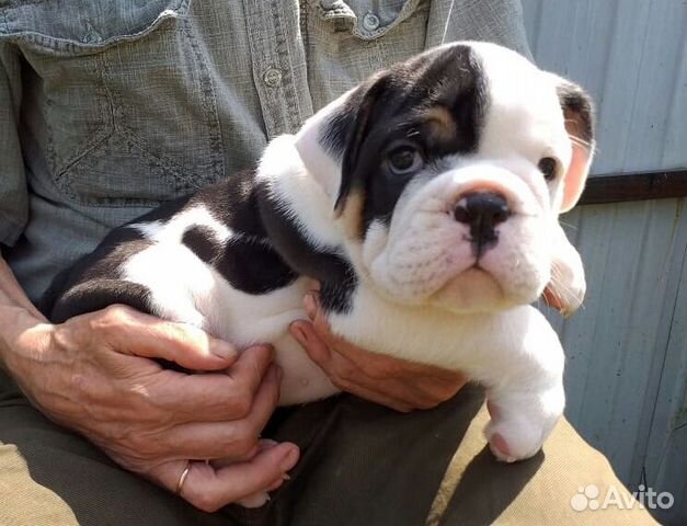 Мальчик англичанин