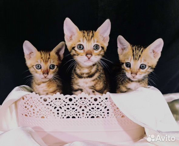 Тойгер котята
