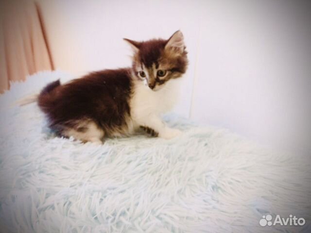 Котенок в добрые руки