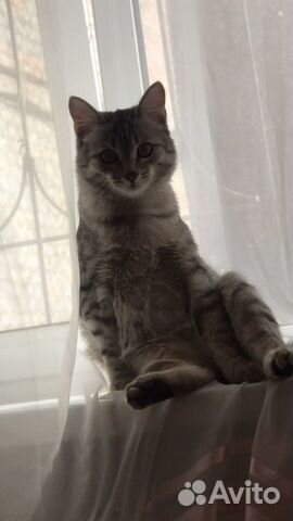 Кот смесь британца