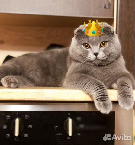 Шотландский кот вязка