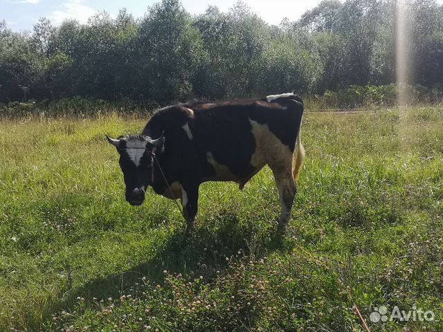 Бык на мясо живым весом