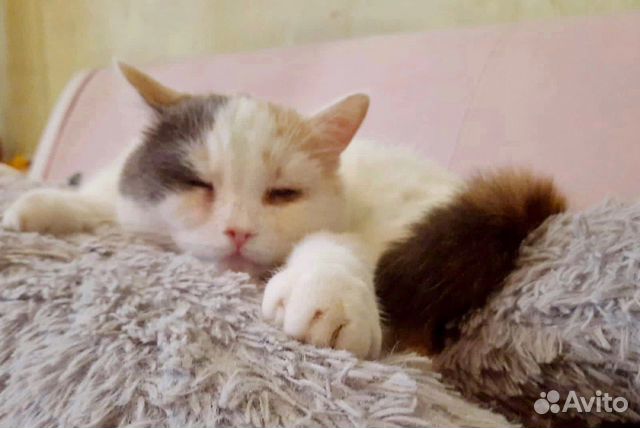 Розочка-нежная кошечка надеется на чудо