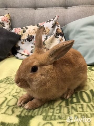 Вязка кролик карликово декоративный