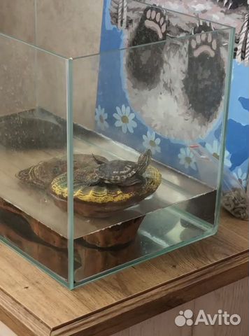 Черепаха с аквариумом