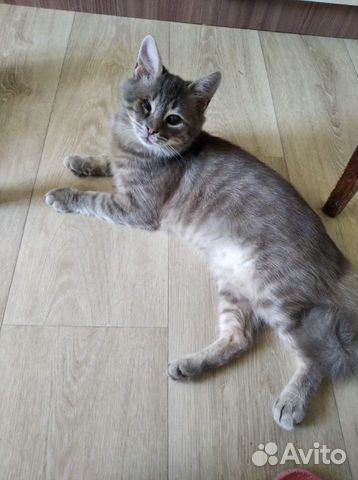 Котенок Пират в самые добрые руки